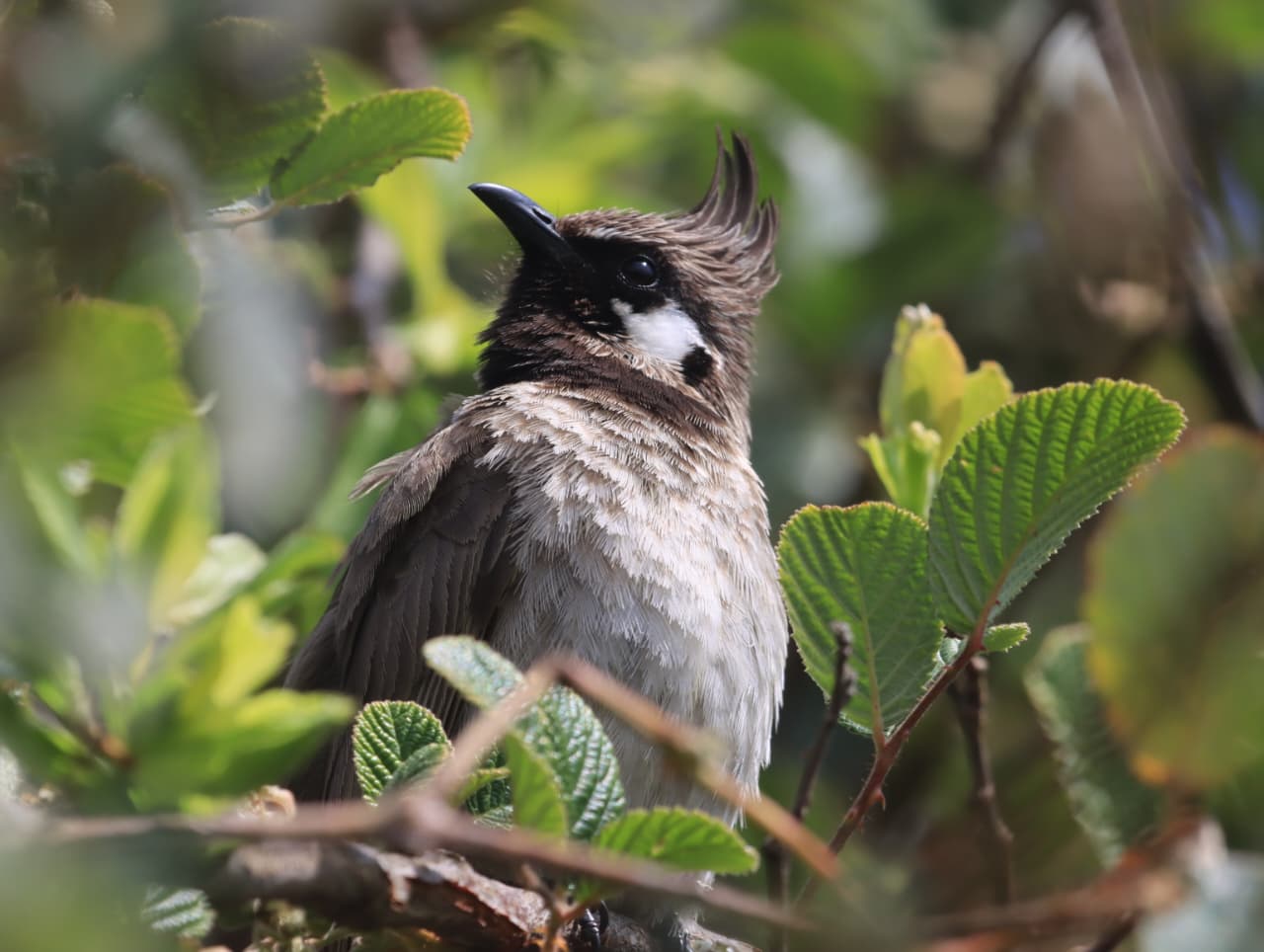 Migratory Birds & Himalayan Flora, Pangot